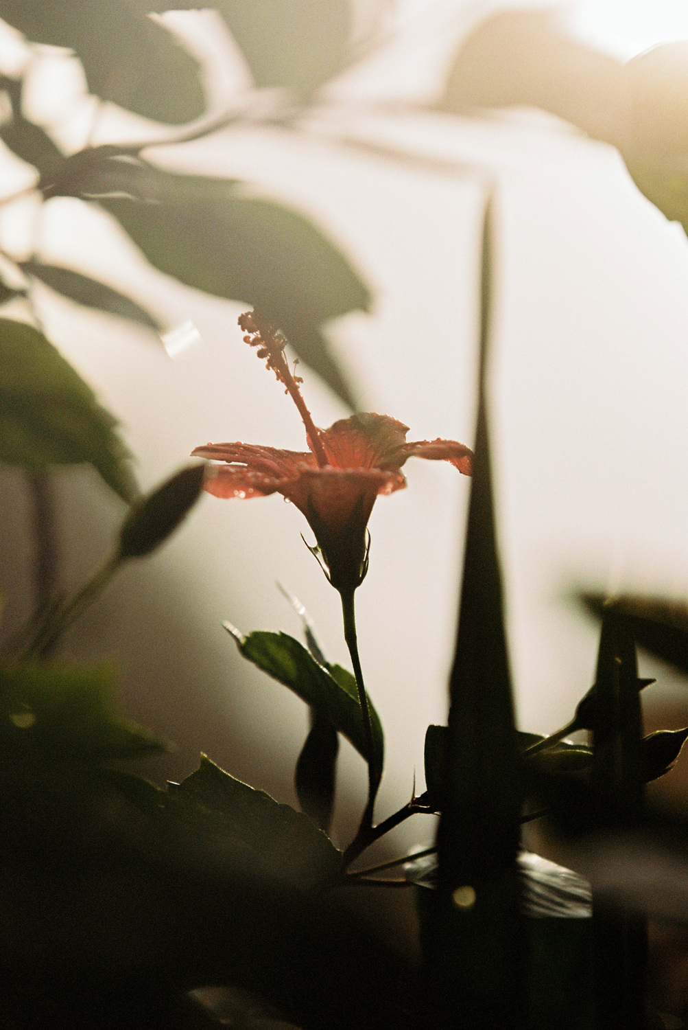 Fall 2020 FL&L for Victoria's Secret Pt. 1 – For Love & Lemons